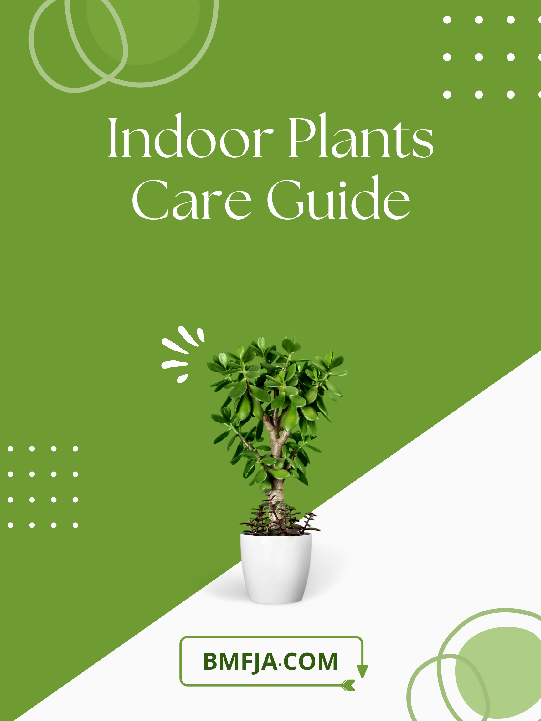 Indoor Plant Care Hand Book – Burchell Metalwork & Farms